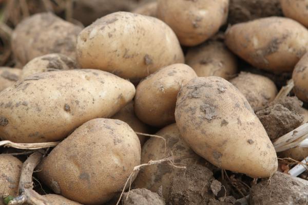 Commission helps move 13 billion pounds of spuds | idahofb.org